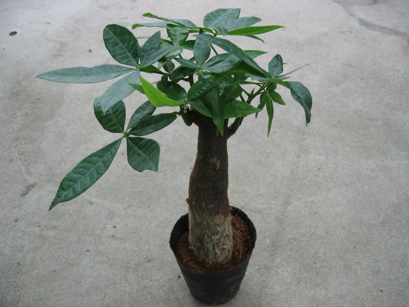 China Pachira Macrocarpa Money Tree Single Trunk factory and ...