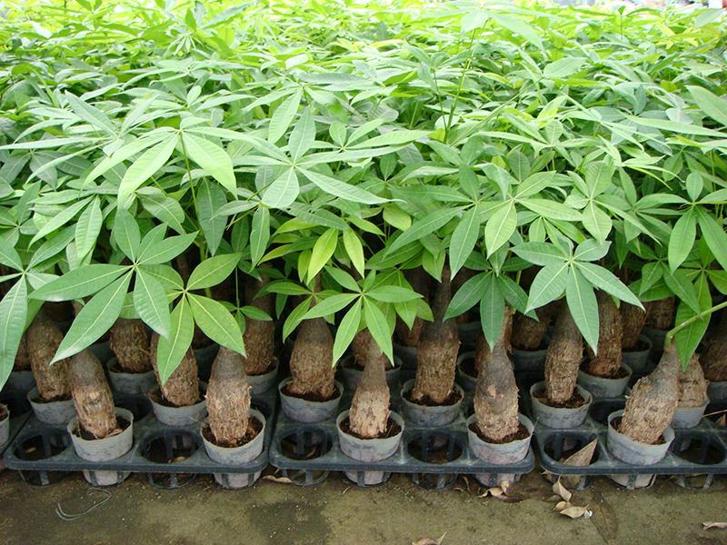 China Single Trunk Pachira Macrocarpa Foliage Bonsai Plants factory and ...